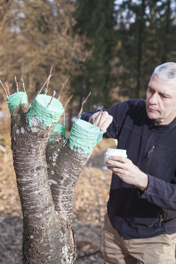 Mid Aged Man Grafting Fruit Tree Stock Photo - Image of inoculation ...