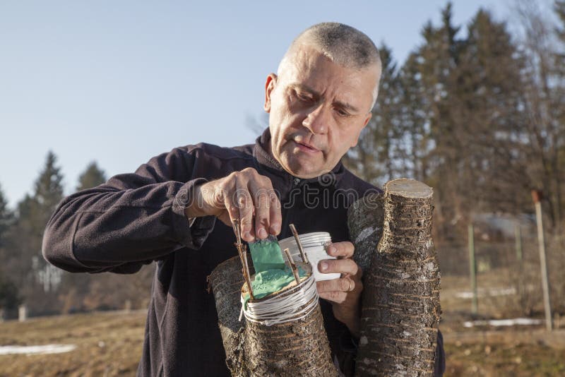 Mid Aged Man Grafting Fruit Tree Stock Photo - Image of phase ...