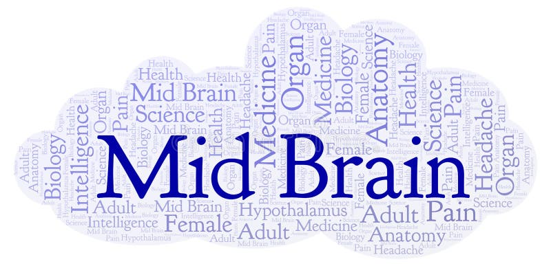 Mid Brain Stock Illustrations – 134 Mid Brain Stock Illustrations ...