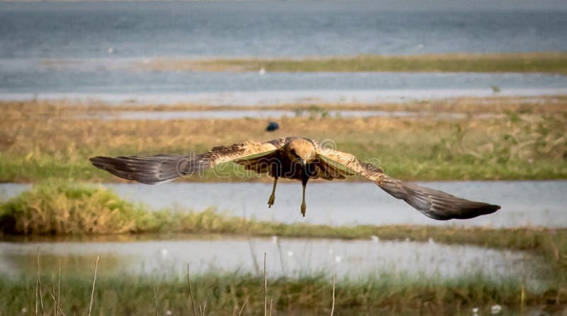 Mid-flight Over a Wetland Area Stock Photo - Image of winged, hawk ...