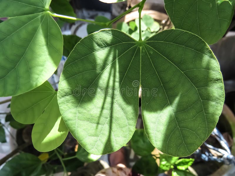 Mid folded leaf variety stock photo. Image of midfolded - 158303260