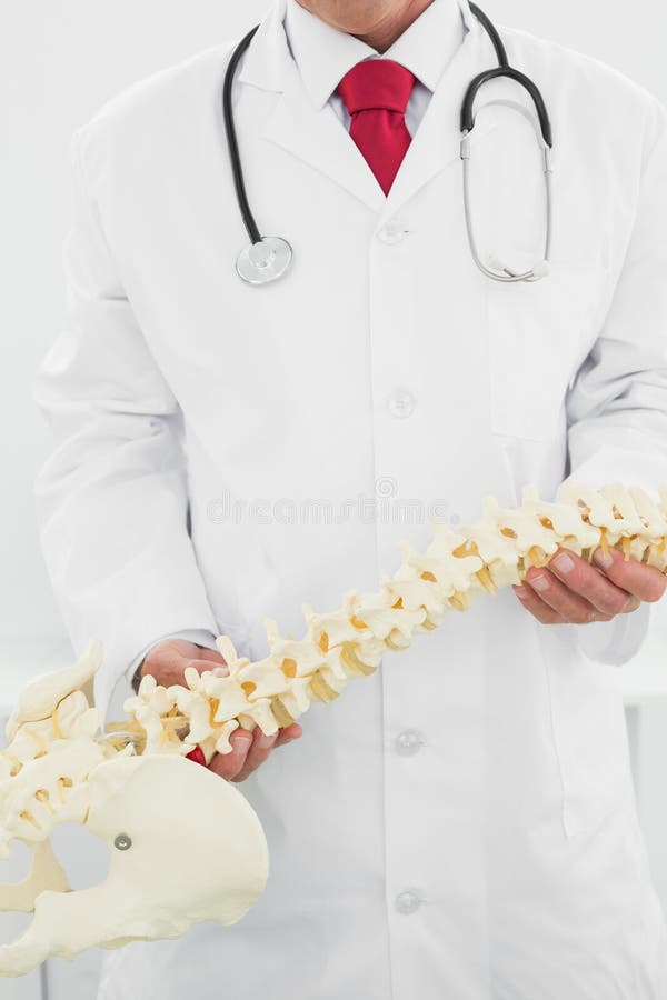 Mid Section Of A Doctor Holding Skeleton Model Stock Photo - Image of ...