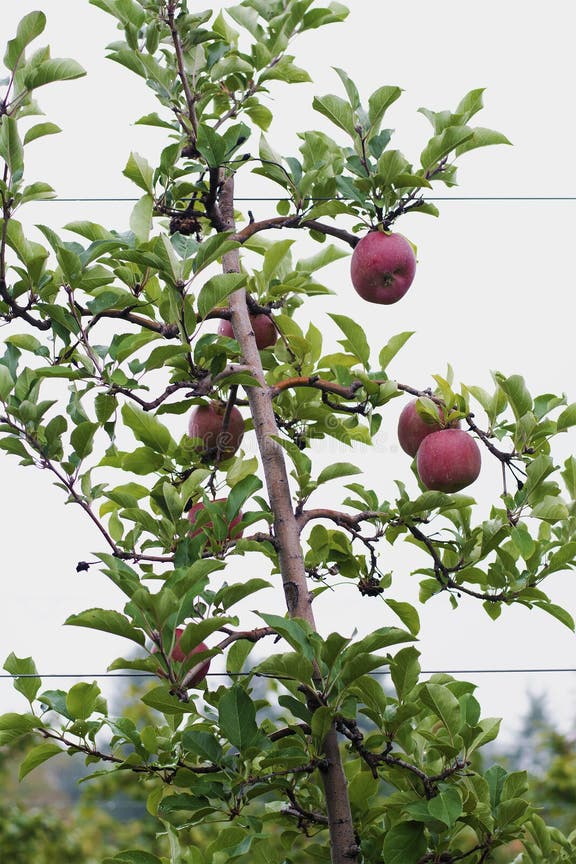 A Mid Shot of McIntosh Apples Hanging Off a Tree Stock Photo - Image of ...