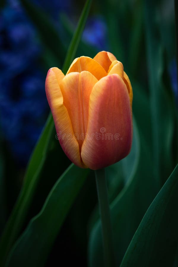 Mid Spring Bloom of the Darwin Hybrid Tulip Blushing Impression Stock ...
