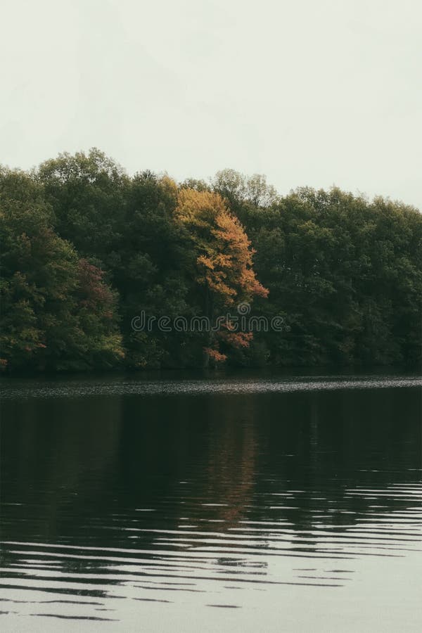 Mid View of Autumn Tree and Water Landscape Stock Image - Image of lake ...