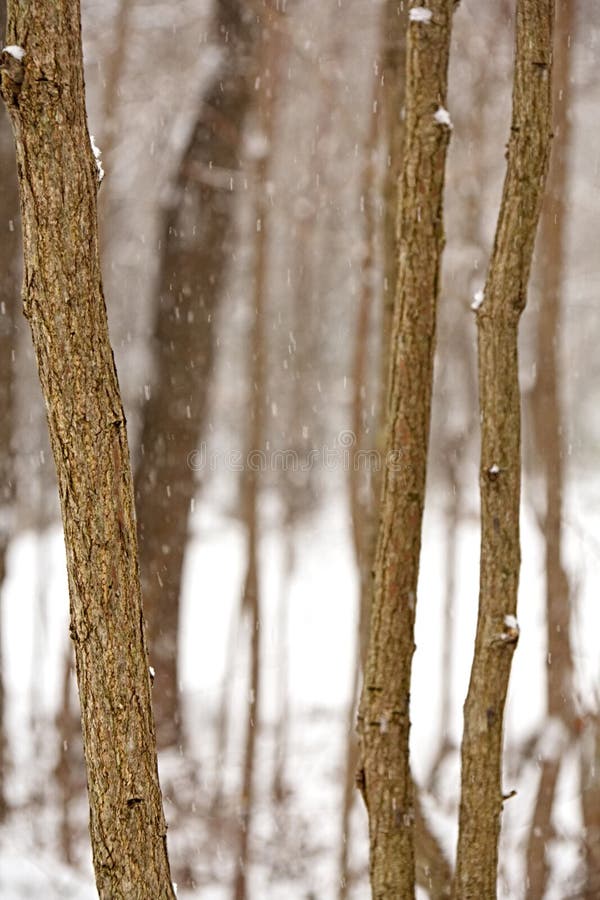 Mid-view of Thin Trees in Snowy Background Stock Photo - Image of ...