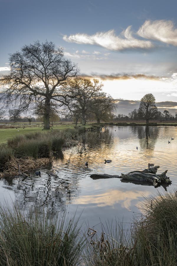 Mid Winter Sunrise at Bushy Park England Stock Photo - Image of horizon ...