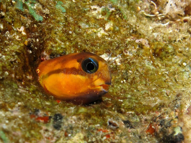 Midas Blenny, Ecsenius Midas Stock Photo - Image of midas, goby: 172684808