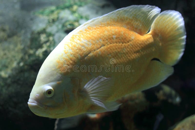 Midas cichlid stock image. Image of animal, fish, juan - 22185905