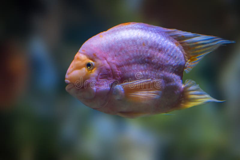 Midas Cichlid - Freshwater Fish Stock Image - Image of global ...