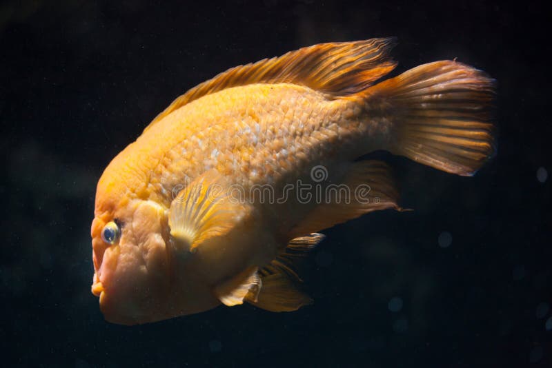Midas Cichlid Amphilophus Citrinellus. Stock Image - Image of america ...