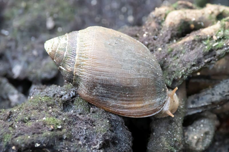 Midas Ear Shell, Ellobium Aurismidae Stock Photo - Image of gastropod ...