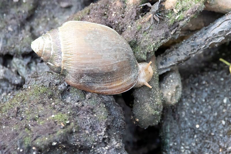 Midas Ear Shell, Ellobium Aurismidae Stock Image - Image of shell ...