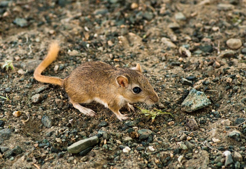 Mongoolse Jird, Woestijnrat, Unguiculatus Meriones Stock Afbeelding ...