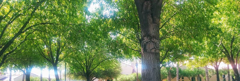Midday Glow with Tree& X27;s 2 Stock Image - Image of grass, sunlight ...