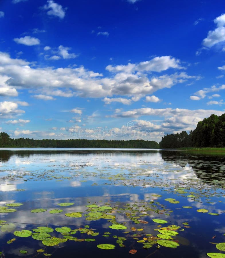 Midday lake stock image. Image of grass, bushes, admire - 3495325