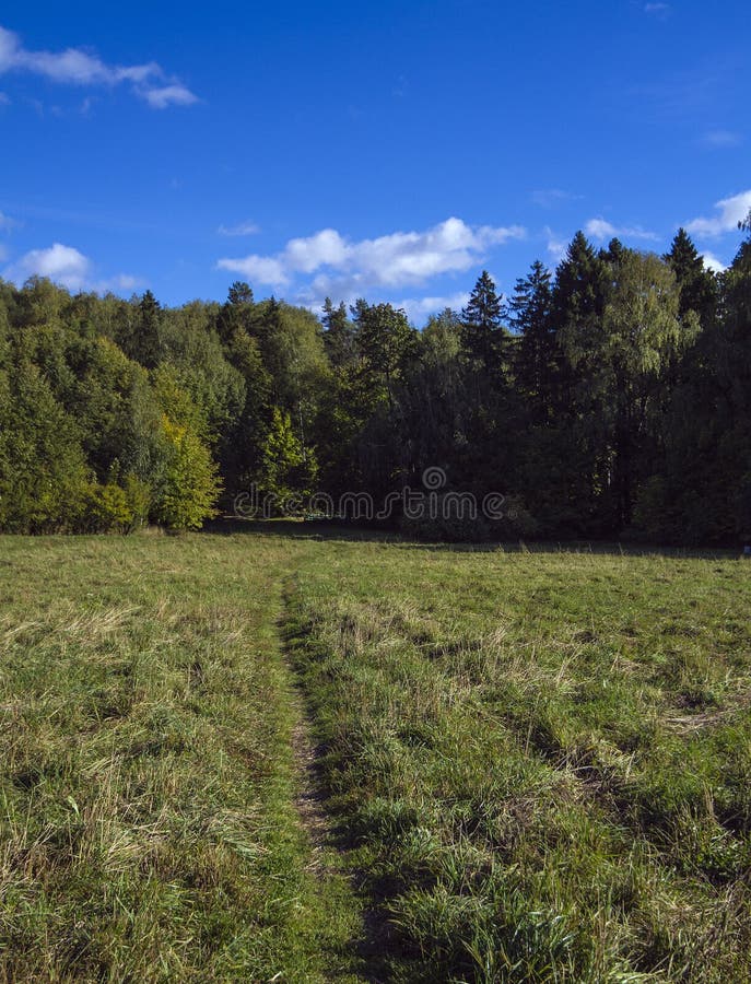 Autumn forest path and sky stock image. Image of trunk - 127420113