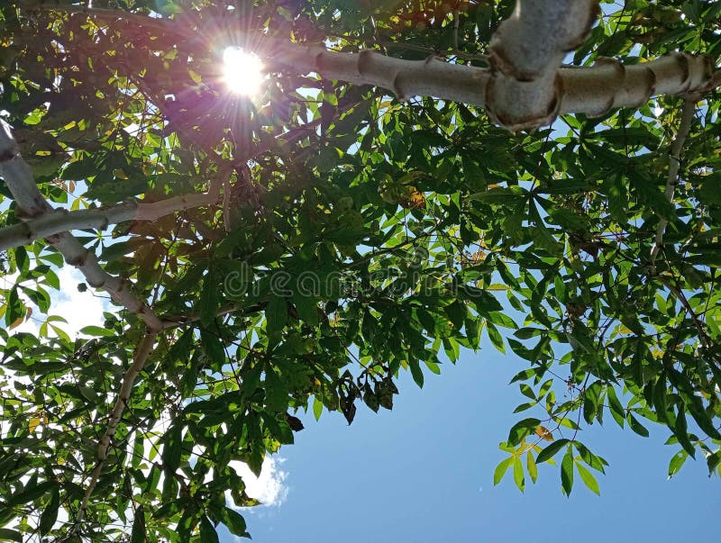The Midday Sun Above the Cassava Tree Provides Shade during the Midday ...