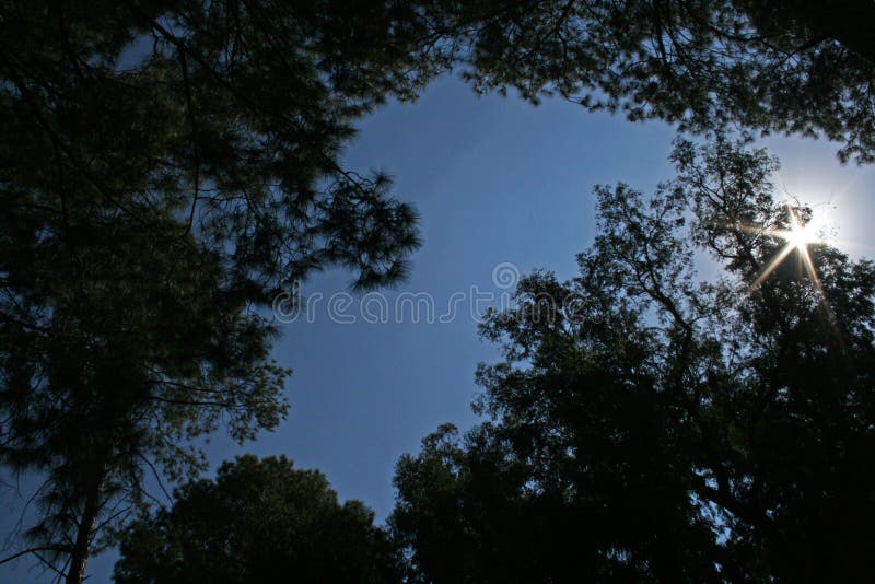 Midday Sun on the Edge of a Pine Tree Stock Image - Image of green ...