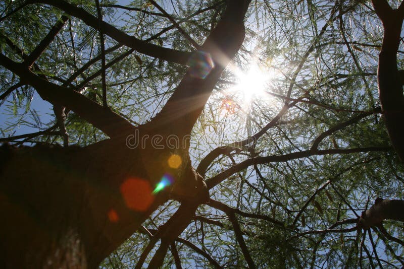 Midday Sun through a Mesquite Tree Stock Photo - Image of trunk, lens ...
