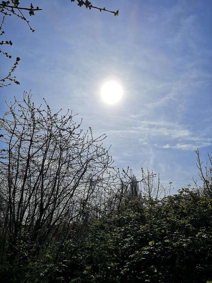 Midday Sun Over Natures Trees and Hedges Stock Photo - Image of branch ...