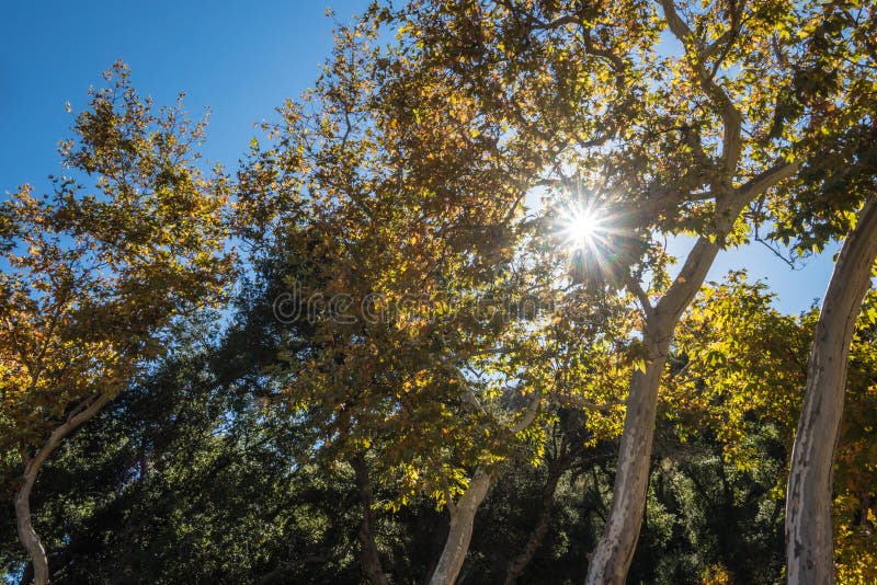 Midday Sunlight Shines through Tall Trees Stock Photo - Image of bright ...