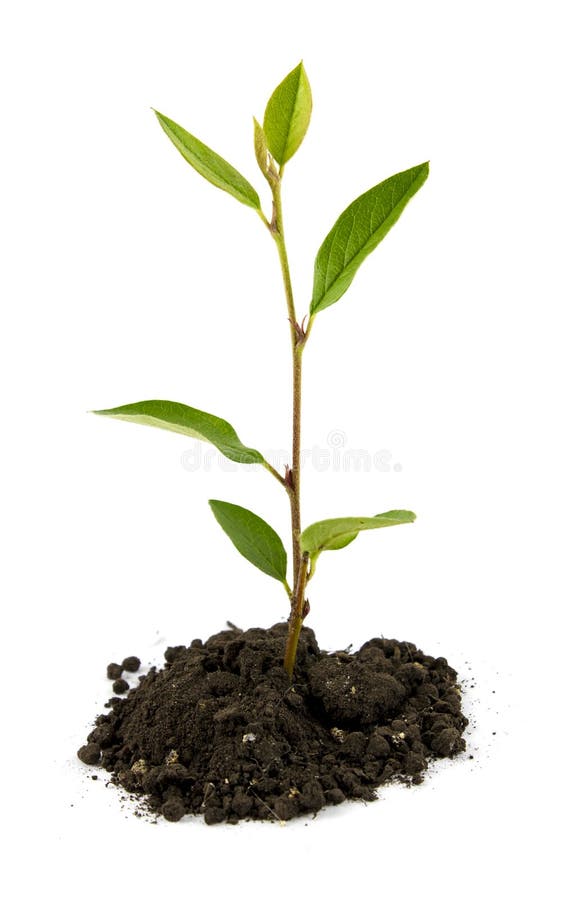 Middelgrote spruit stock afbeelding. Image of bloemen - 40883487