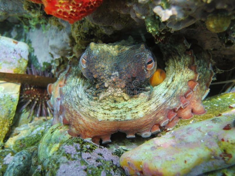 Close-up Van Octopus Vulgaris Weekdier Onderwater Stock Foto - Image of ...