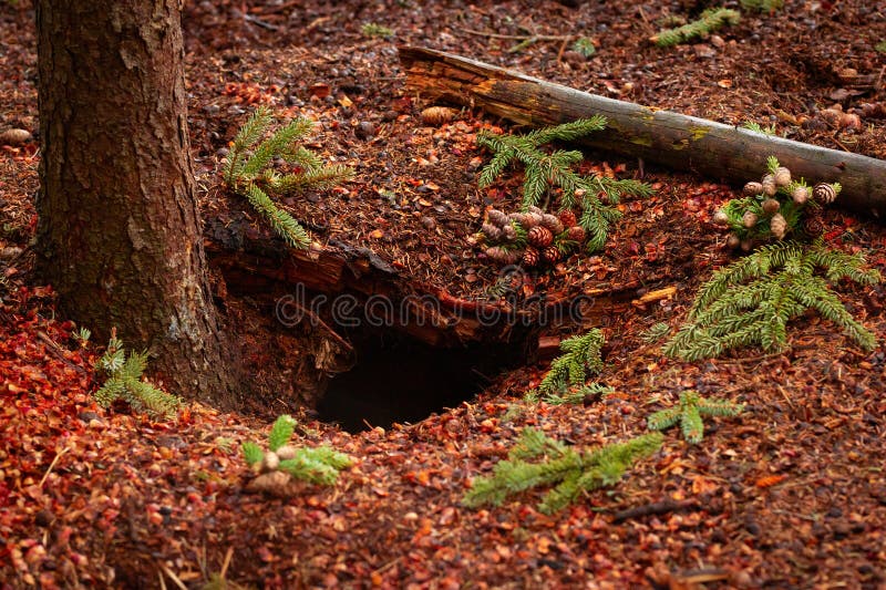 Midden of a Squirrel in the Coniferous Forest Under the Spruce Tree ...