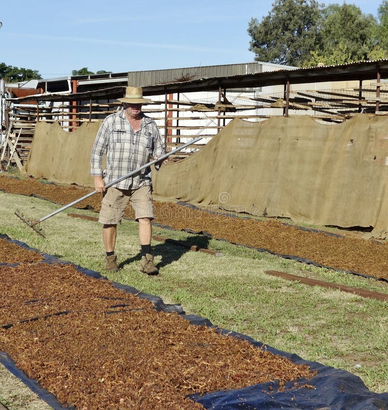 Middle-aged Labourer Checking His Work. Stock Photo - Image of ...