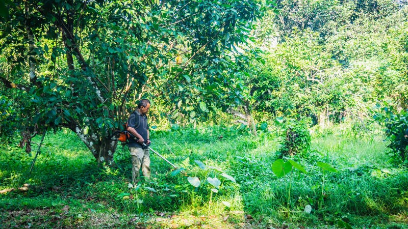 A Middle Aged Man Cutting the the Thick Bushes Using the Brush Cutter ...