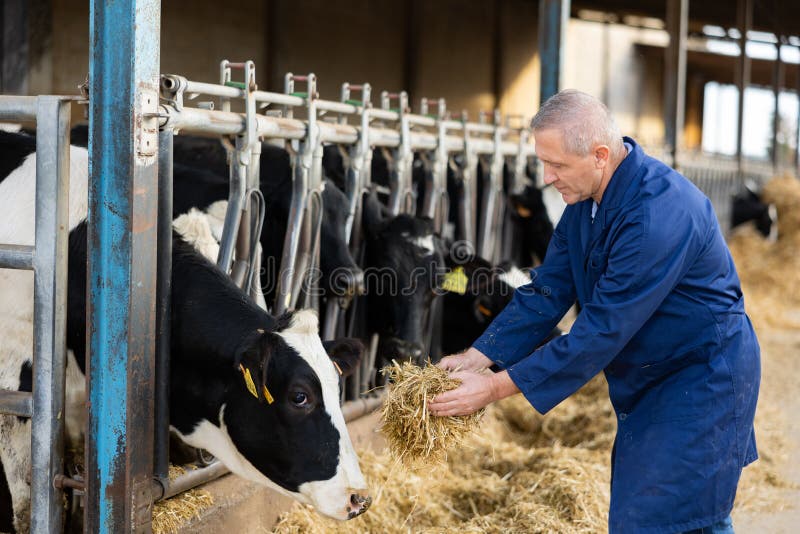 Farmer Feeding Cows with Hay Stock Photo - Image of breeding, male ...