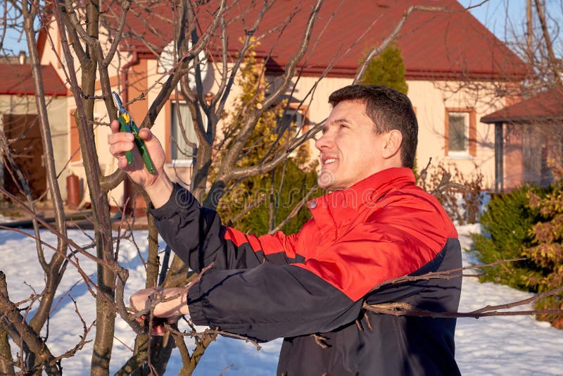 Middle Aged Man Pruning Tree Branches Early Spring Stock Image - Image ...