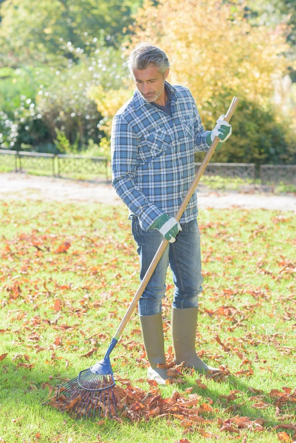 Man raking up leaves stock photo. Image of active, backyard - 132202226