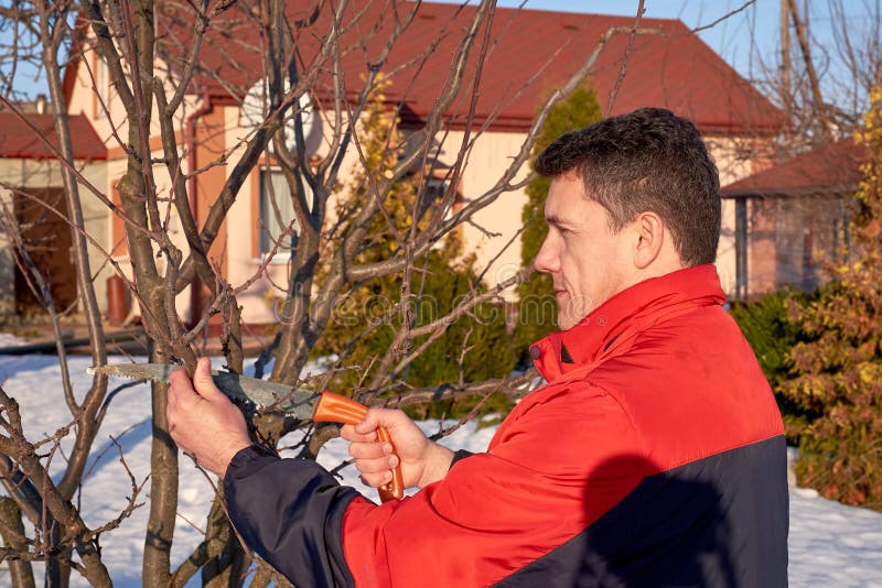 Middle Aged Man with Saw in Hand Pruning Tree Branches Stock Photo ...