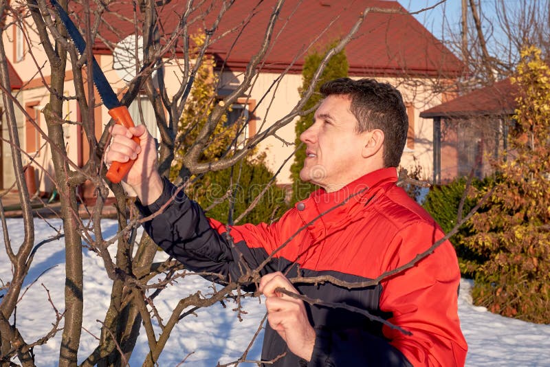 Middle Aged Man with Saw Pruning Tree Branches Stock Image - Image of ...