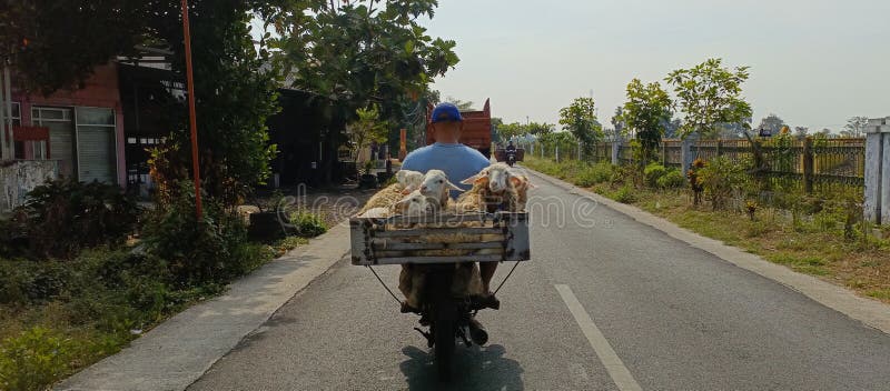 A Middle-aged Man Transports a Goat on the Back of His Motorcycle ...