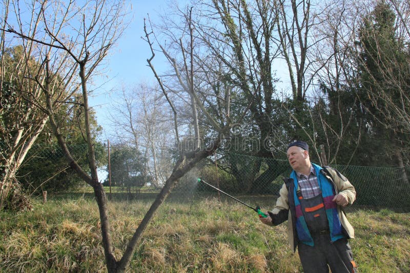 A Middle Aged Man Working Outdoors and Sprinkling Trees Stock Photo ...