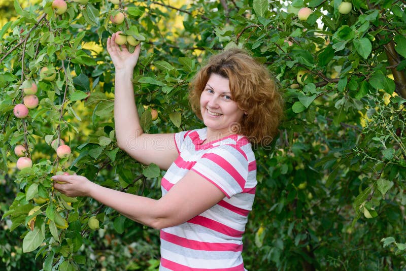 Middle-aged Woman in a Garden about Apple Trees Stock Image - Image of ...
