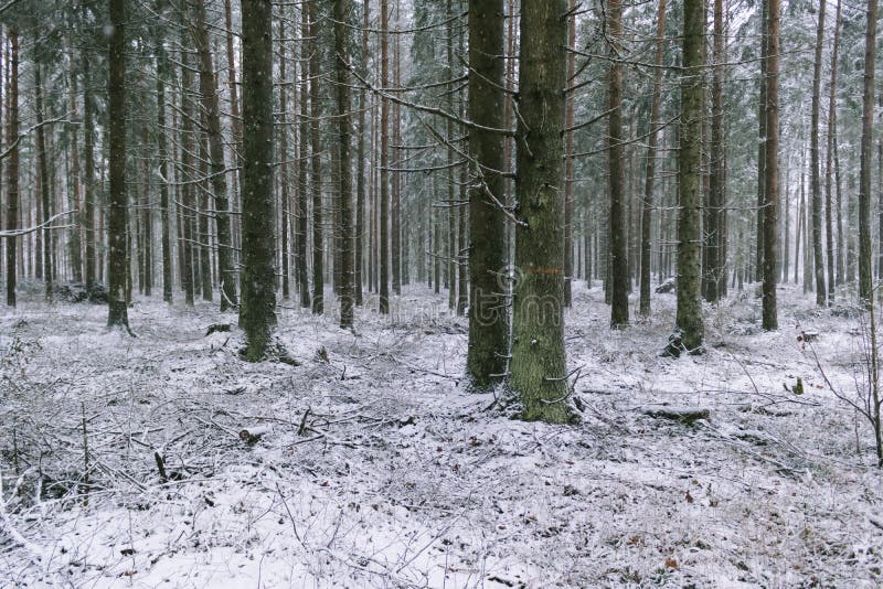 In the Middle of a Conifer Forest Covered with the First Snow. Stock ...