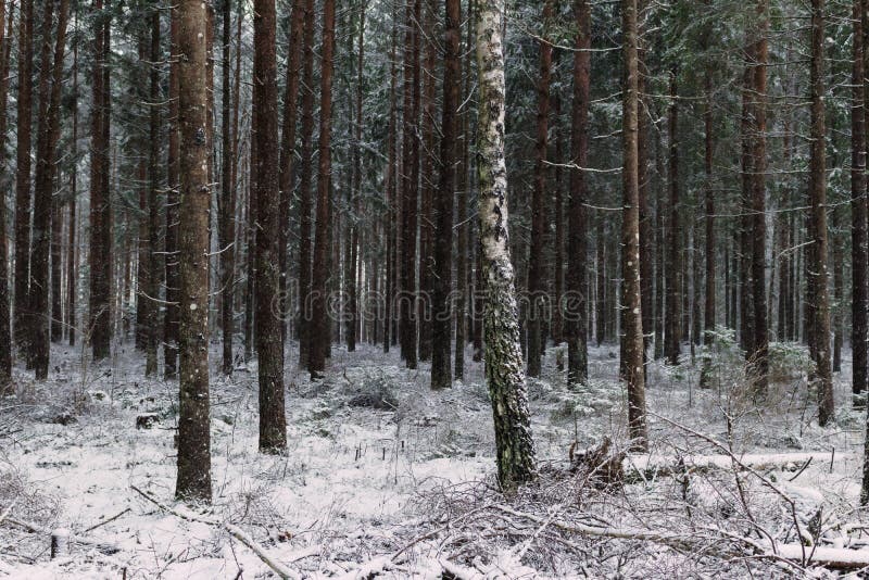 In the Middle of a Conifer Forest Covered with the First Snow. Stock ...