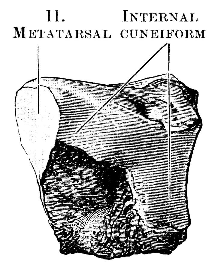 3d Illustration of Cuneiform Bones Anatomy with Circulatory System ...