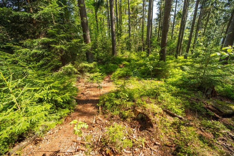 In the Middle of a Deep Forest Stock Image - Image of trunk, leaf ...