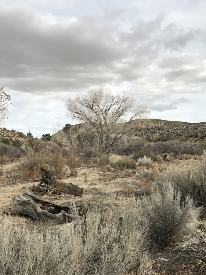 In the middle of desert stock image. Image of wilderness - 91309315