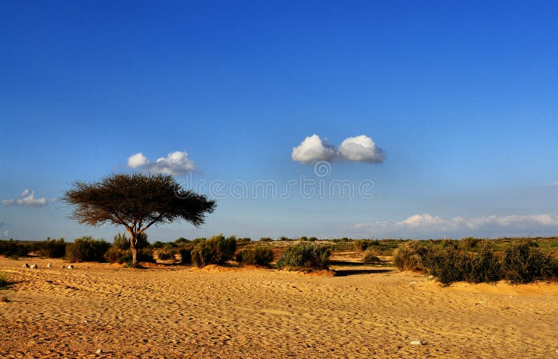 Middle-East stock photo. Image of landscape, east, acacia - 3067054