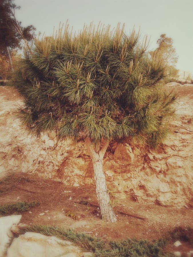 A middle eastern tree stock photo. Image of green, tree - 52746934