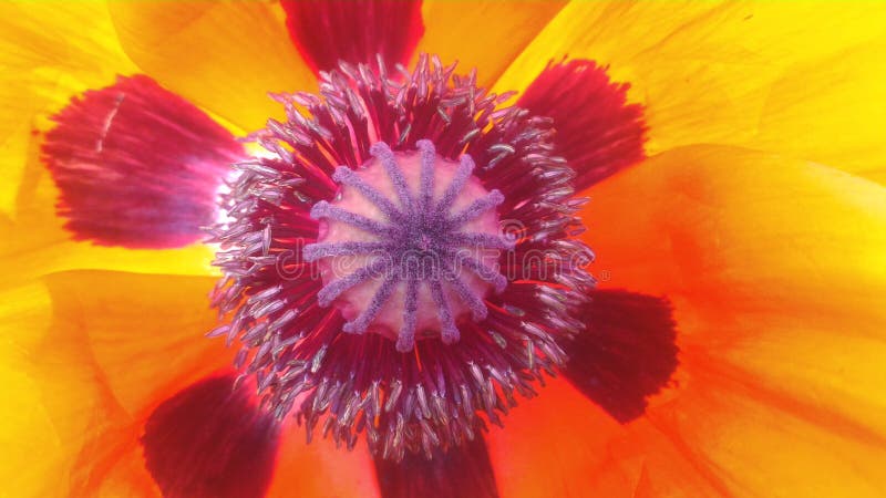 Middle of the flower stock image. Image of middle, summer - 187647117