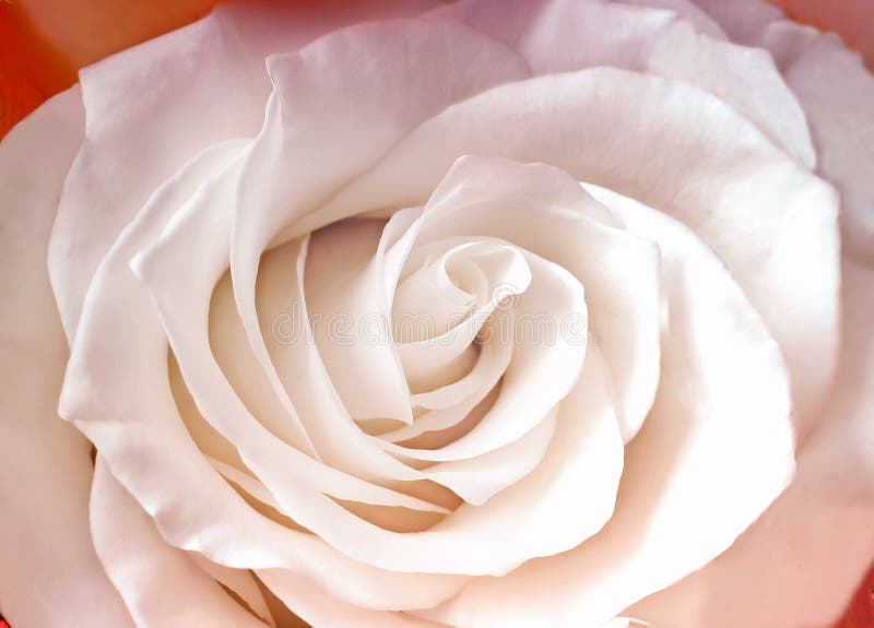 The Middle Flower White Rose Closeup. Stock Photo - Image of leaves ...