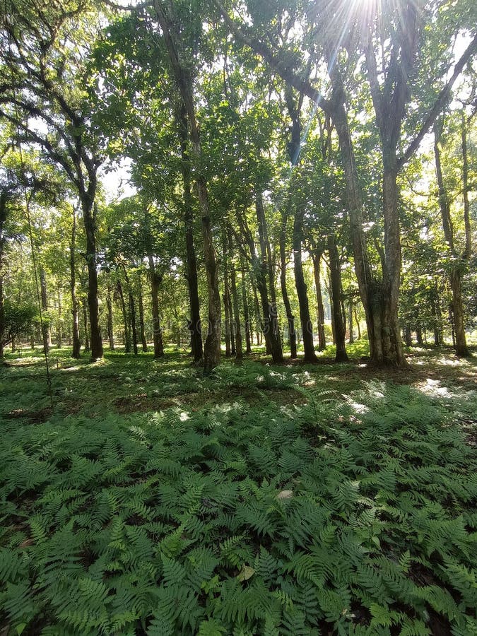 In the middle of forest stock image. Image of deciduous - 234629635