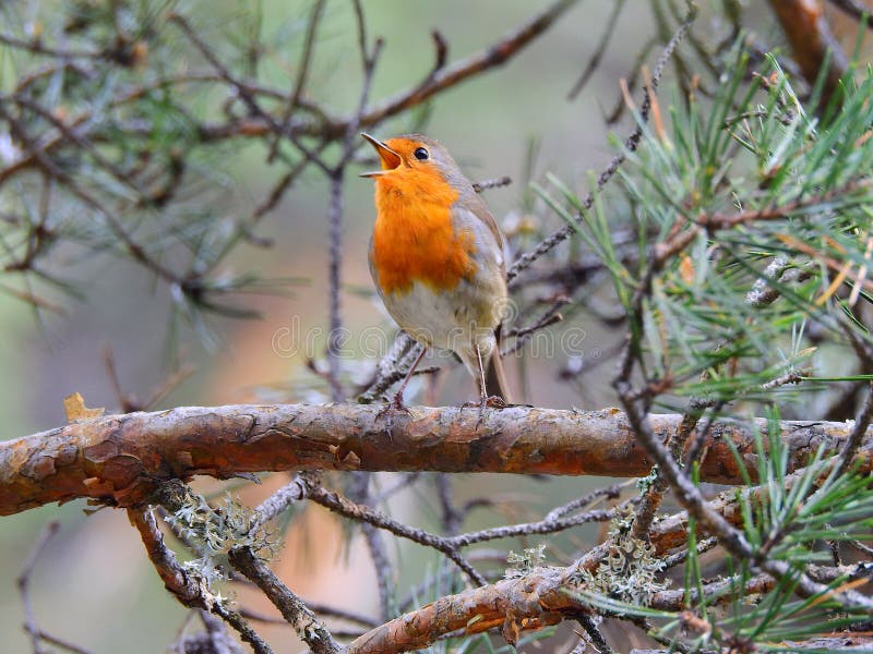 Robin bird singing stock image. Image of perched, perch - 117345813